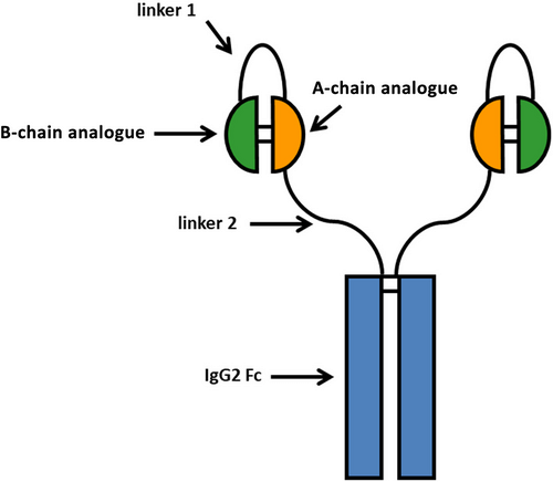 インスリンエフシトラアルファ（insulin efsitora alfa）：糖尿病治療に革新をもたらす │ 【札幌市中央区】小野百合内科クリニック